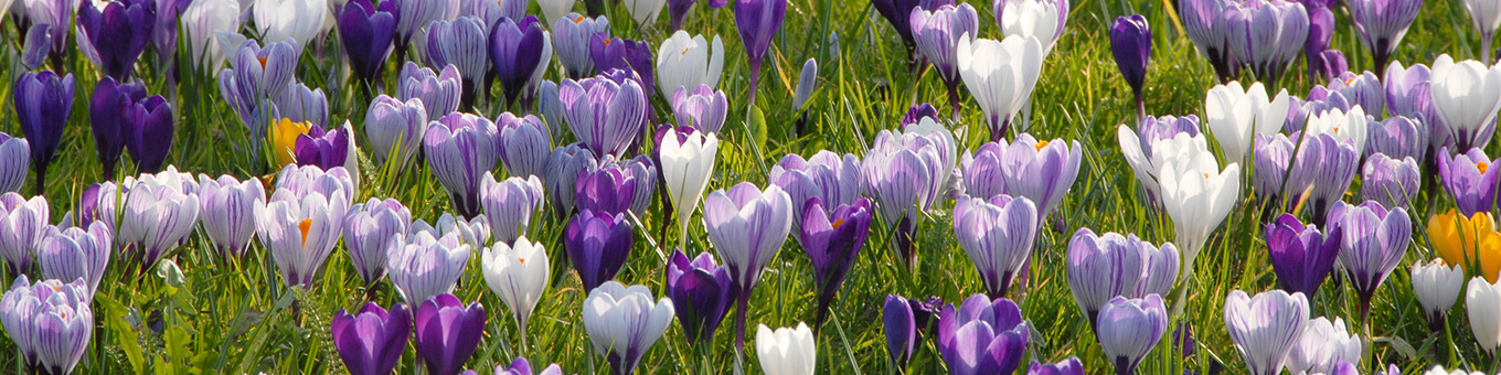 Krokussen planten en verzorgen